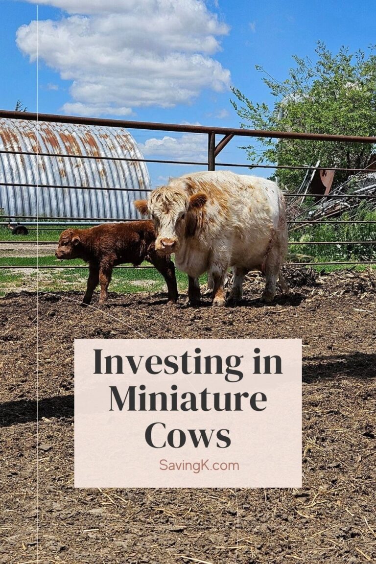 Investing in Miniature Cows: Sustainable and Profitable - SavingK