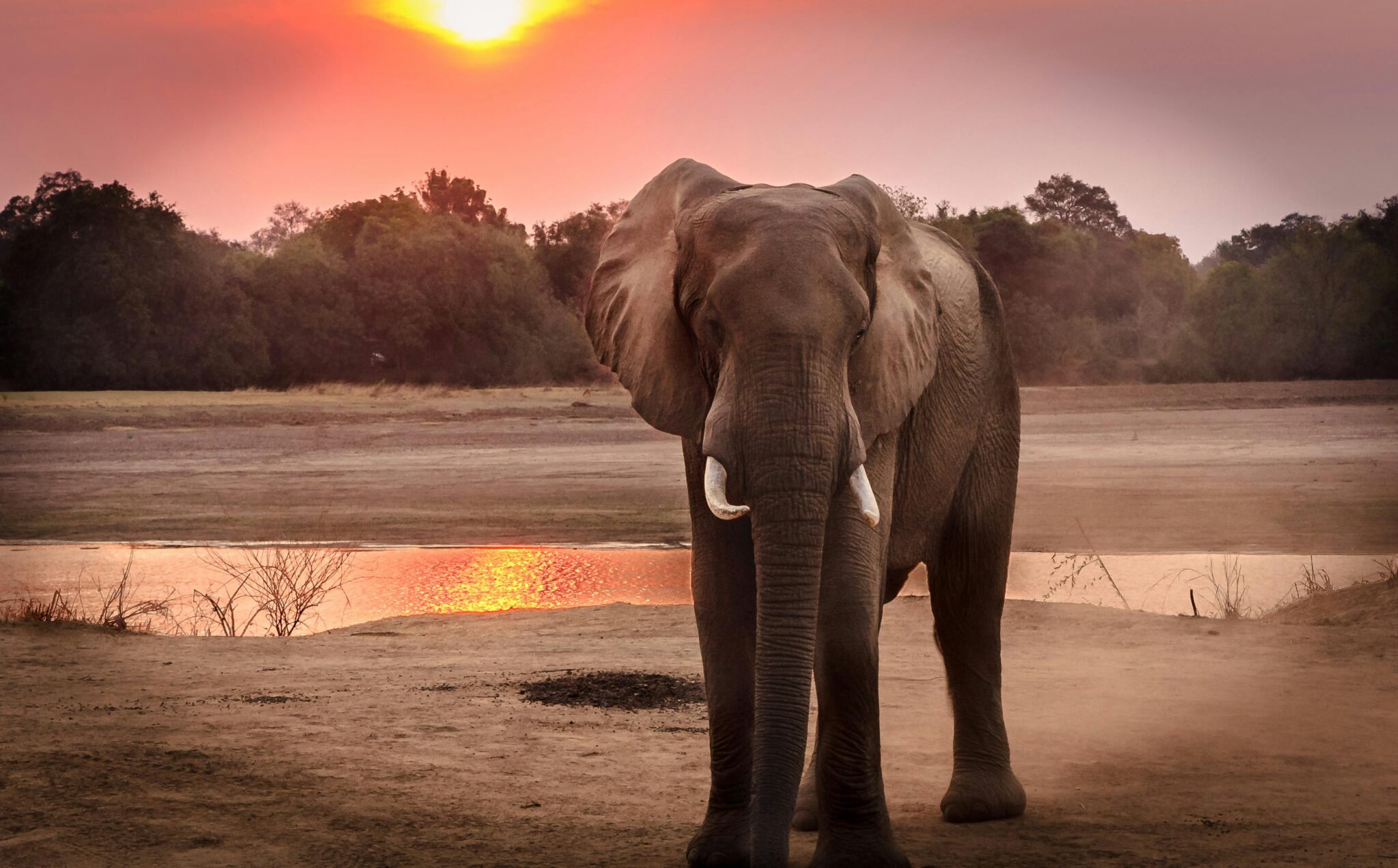 10 Animals That Symbolize Wealth And Money - SavingK