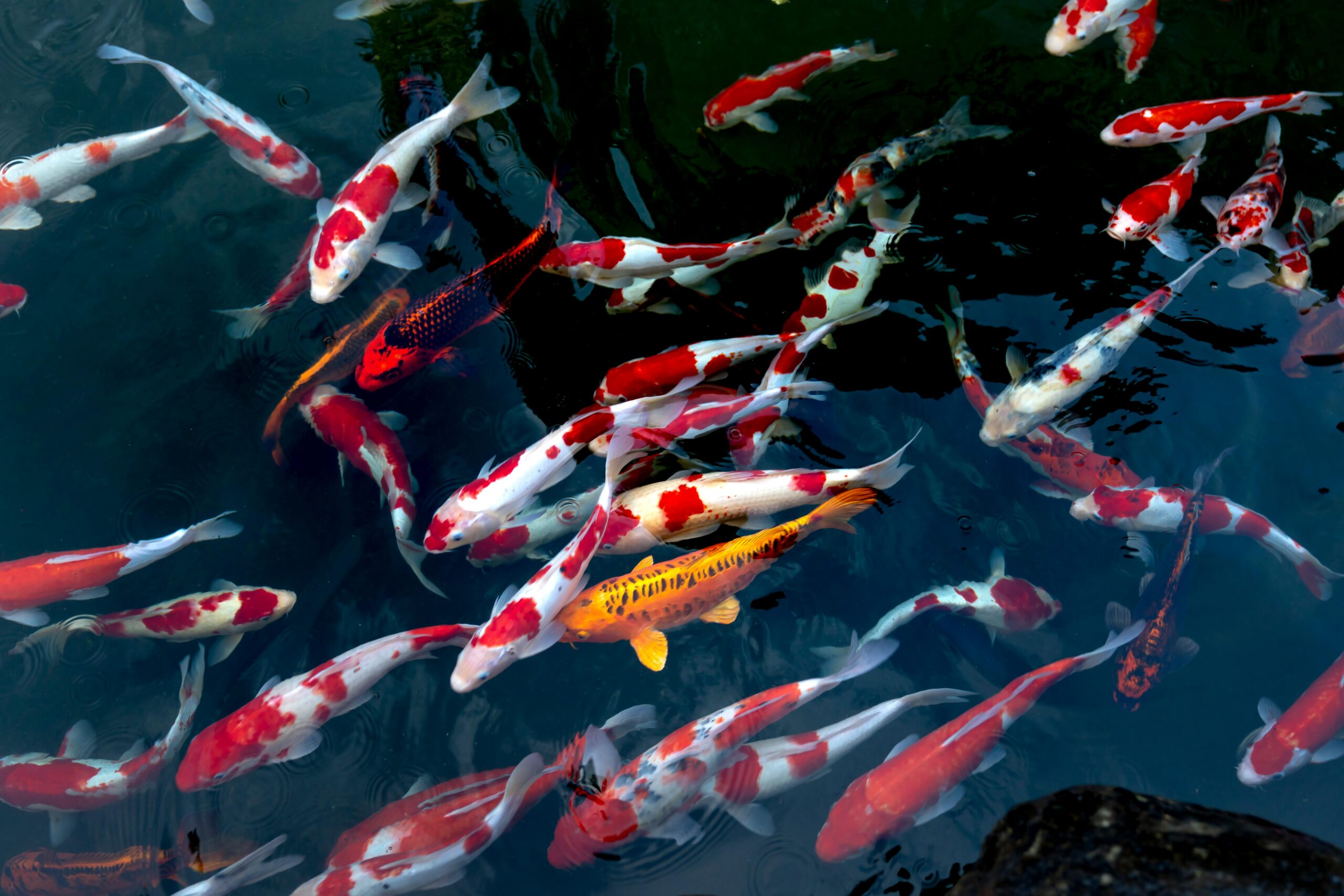 10 Animals That Symbolize Wealth And Money - SavingK