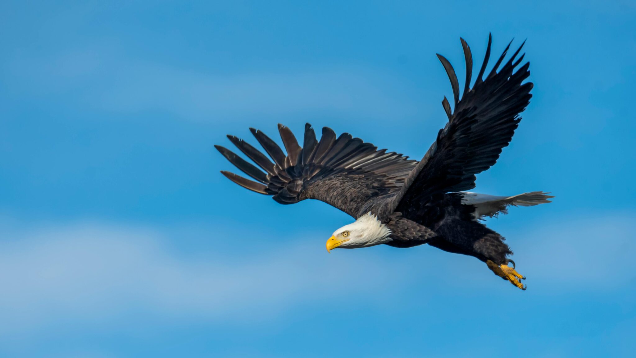 10 Animals That Symbolize Wealth And Money - SavingK